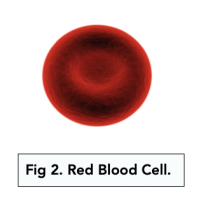 Transport of Oxygen (A-level Biology) - Study Mind