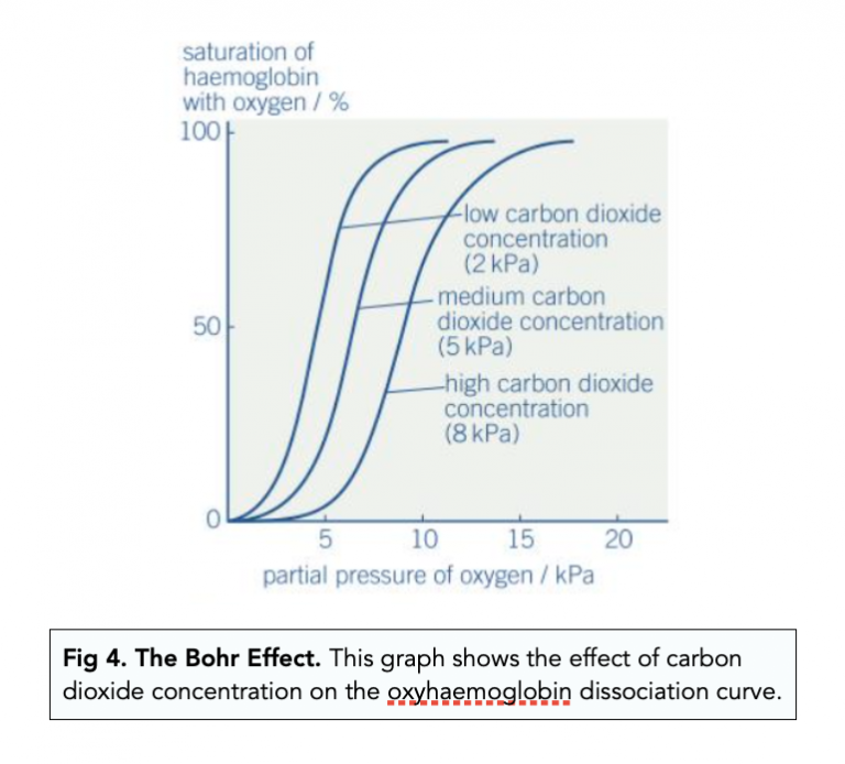 Transport of Oxygen (A-level Biology) - Study Mind