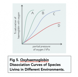 Transport of Oxygen (A-level Biology) - Study Mind