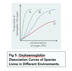 Transport of Oxygen (A-level Biology) - Study Mind