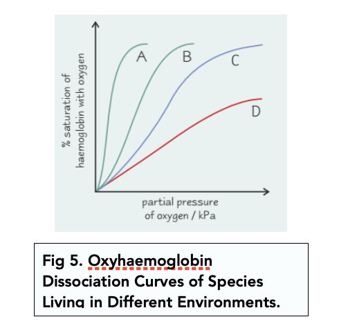 Transport of Oxygen (A-level Biology) - Study Mind