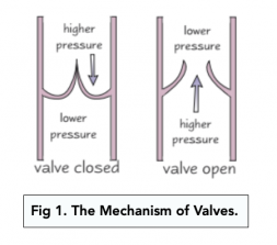 Structure of The Heart (A-level Biology) - Study Mind