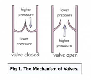 Structure of The Heart (A-level Biology) - Study Mind