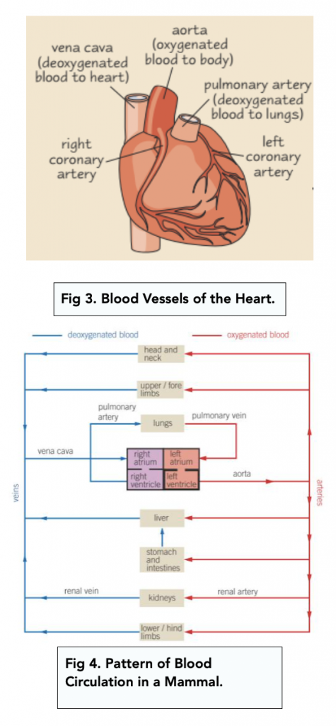 Structure of The Heart (A-level Biology) - Study Mind