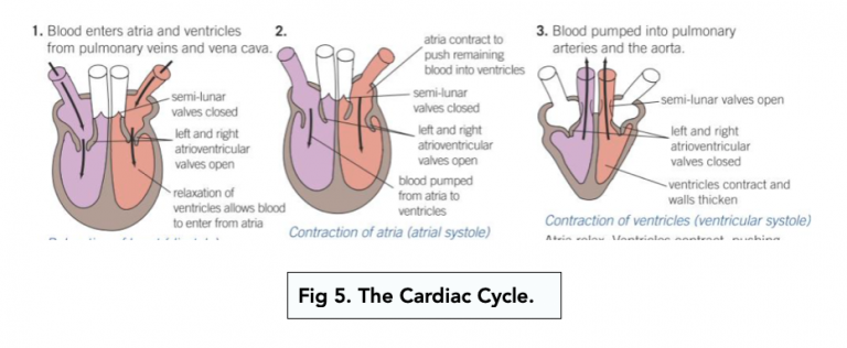 Structure of The Heart (A-level Biology) - Study Mind