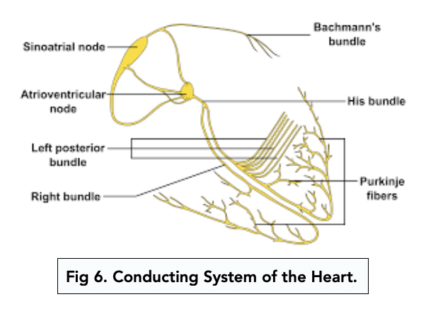 Structure of The Heart (A-level Biology) - Study Mind