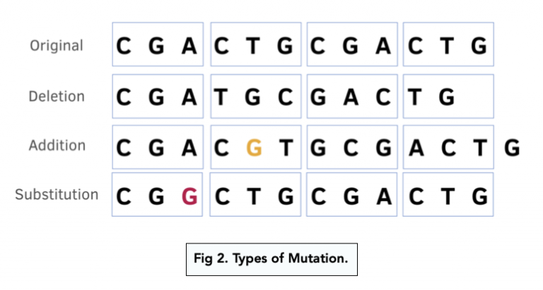 Chromosome Mutations (A-level Biology) - Study Mind