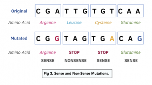 Chromosome Mutations (A-level Biology) - Study Mind