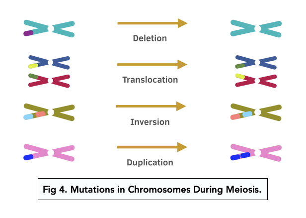 Chromosome Mutations (A-level Biology) - Study Mind