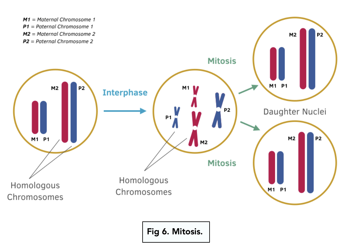 Types of Variation (A-level Biology) - Study Mind