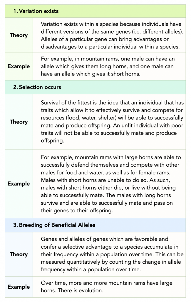 Mechanism of Natural Selection (A-level Biology) - Study Mind