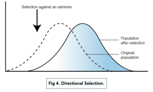 Types of Selection (A-level Biology) - Study Mind