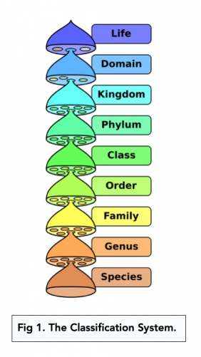 Phylogeny and Classification (A-level Biology) - Study Mind