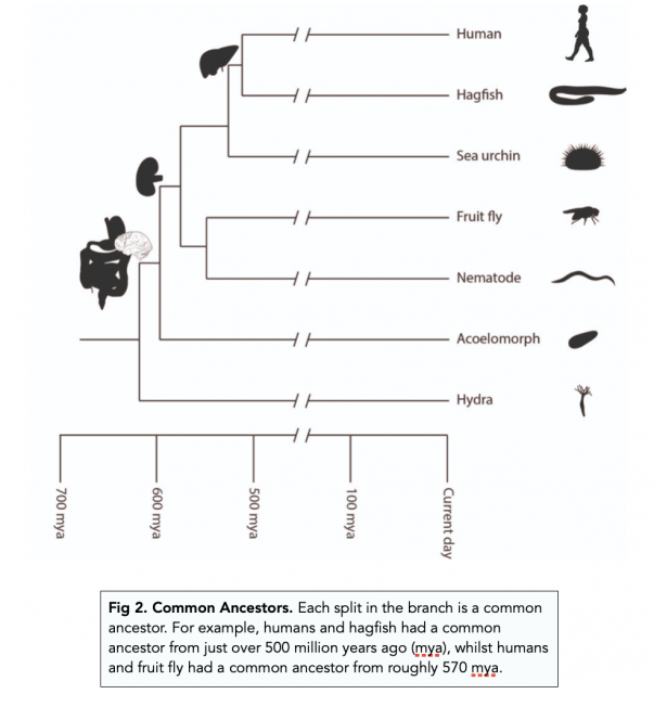 The Three Domain System (A-level Biology) - Study Mind