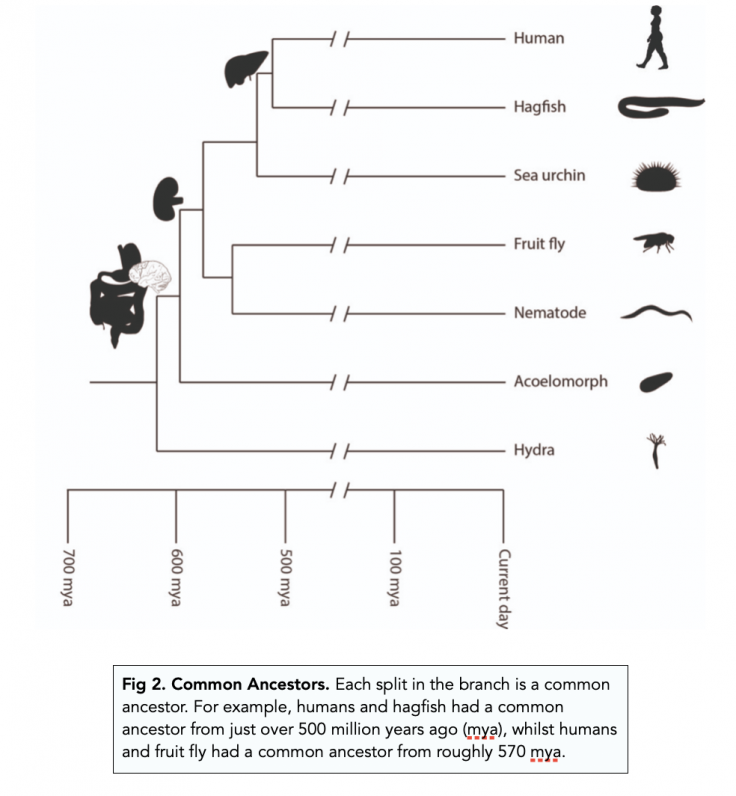 The Three Domain System (A-level Biology) - Study Mind