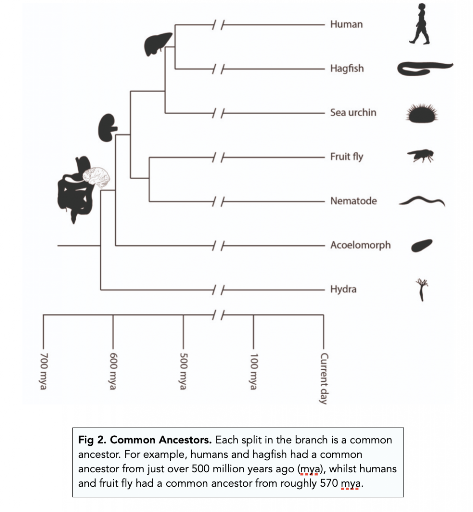 The Three Domain System (A-level Biology) - Study Mind