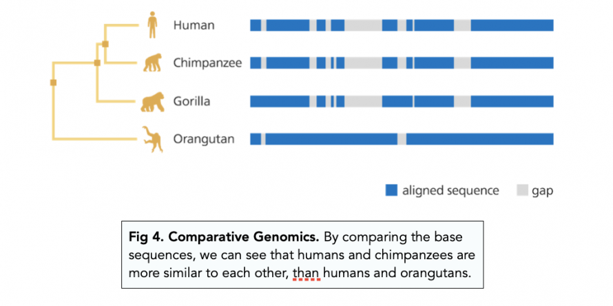 The Three Domain System (A-level Biology) - Study Mind