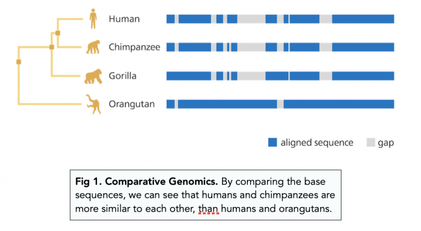 Calculating Genetic Diversity (A-level Biology) - Study Mind