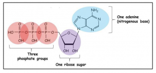 The Structure of ATP (A-level Biology) - Study Mind
