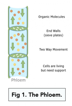 The Phloem (A-level Biology) - Study Mind