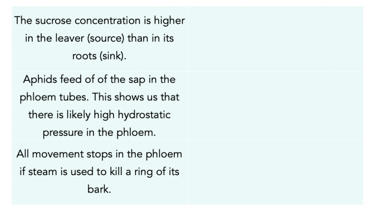 Translocation and Evidence of the Mass Flow Hypothesis (A-level Biology ...