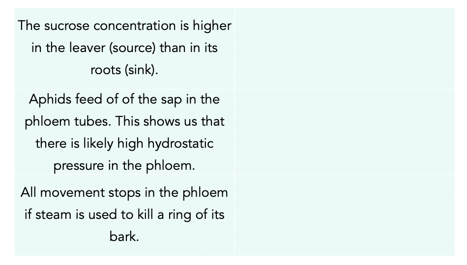 Translocation and Evidence of the Mass Flow Hypothesis (A-level Biology ...