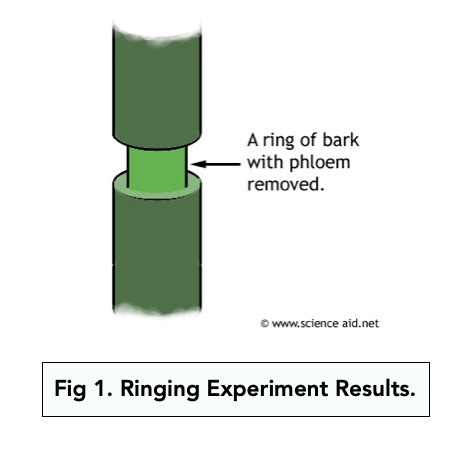 Translocation and Evidence of the Mass Flow Hypothesis (A-level Biology ...