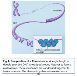 Introducing the Genetic Code (A-level Biology) - Study Mind