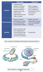 Introducing the Genetic Code (A-level Biology) - Study Mind
