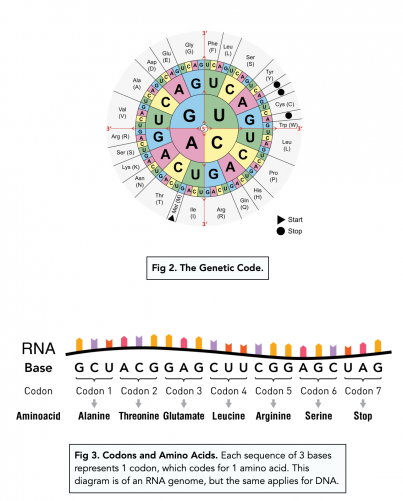 Features of the Genetic Code (A-level Biology) - Study Mind