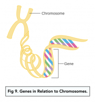 Features of the Genetic Code (A-level Biology) - Study Mind