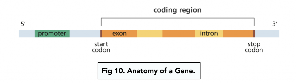 Features of the Genetic Code (A-level Biology) - Study Mind