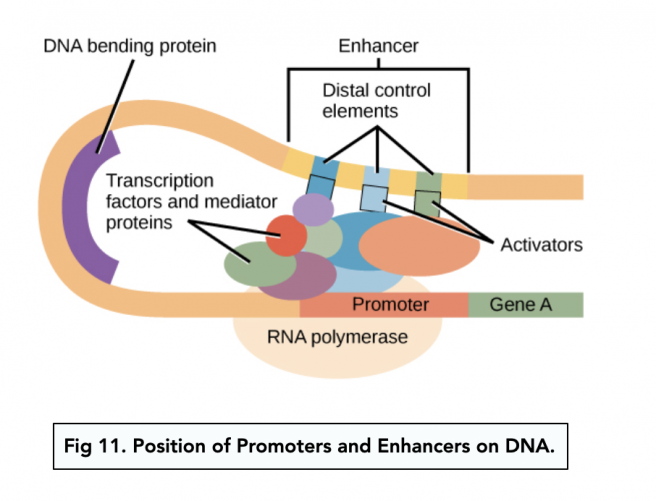 Features of the Genetic Code (A-level Biology) - Study Mind