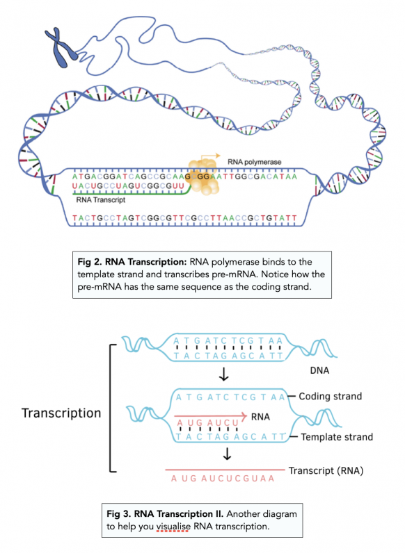 Transcription (A-level Biology) - Study Mind