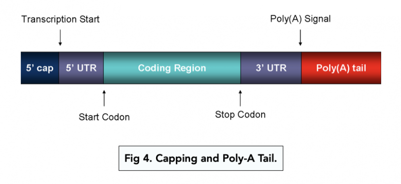 Transcription (A-level Biology) - Study Mind
