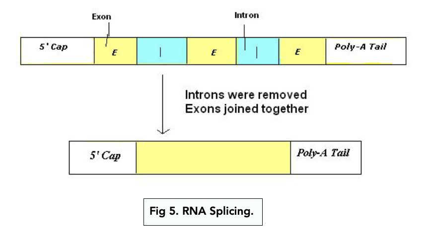 Transcription (A-level Biology) - Study Mind