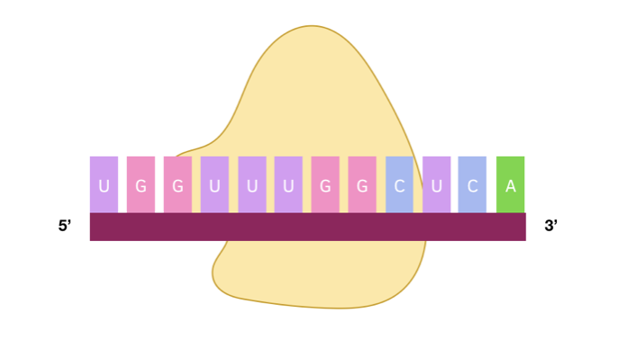 Transfer RNA (A-level Biology) - Study Mind