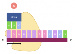 Transfer RNA (A-level Biology) - Study Mind