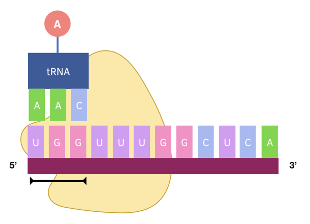 Transfer RNA (A-level Biology) - Study Mind