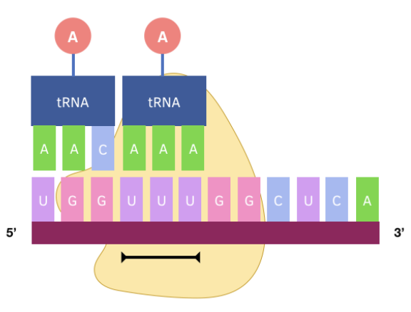 Transfer RNA (A-level Biology) - Study Mind