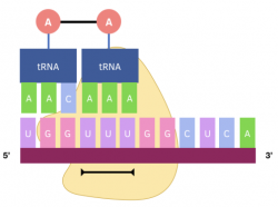 Transfer RNA (A-level Biology) - Study Mind