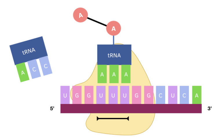 Transfer RNA (A-level Biology) - Study Mind