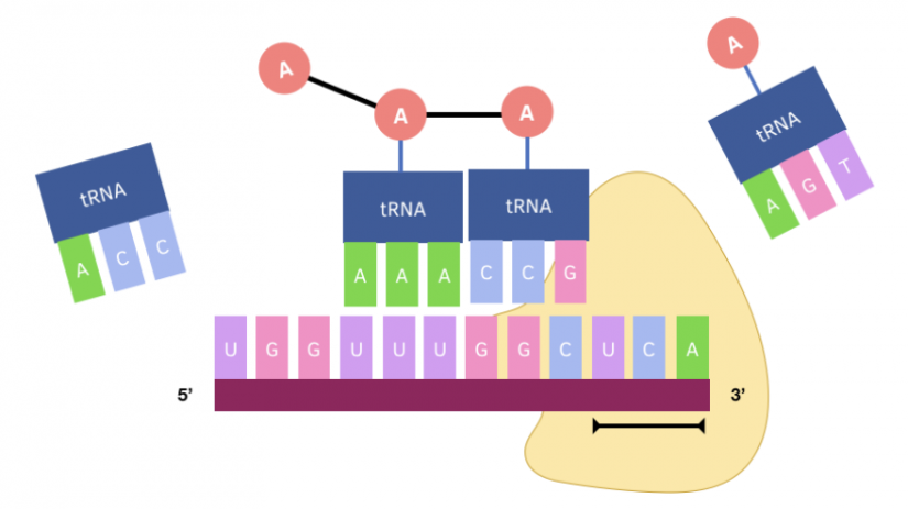 Transfer RNA (A-level Biology) - Study Mind