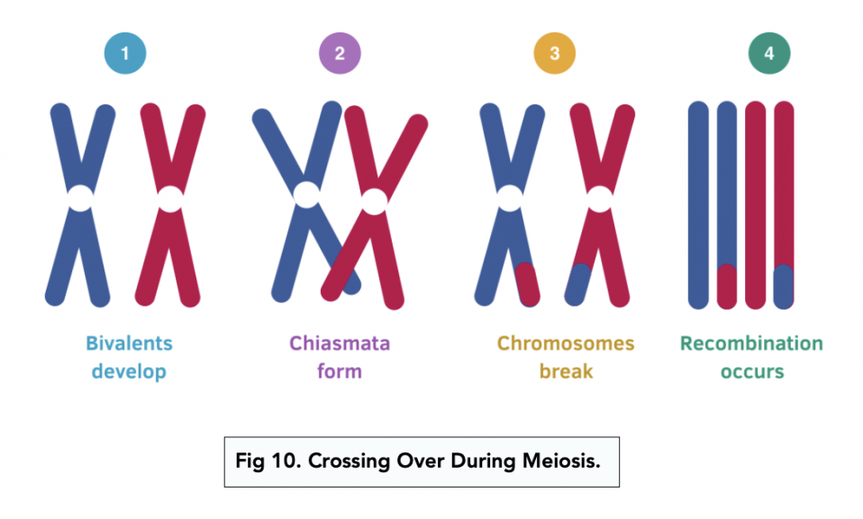 How Meiosis Produces Variation (A-level Biology) - Study Mind