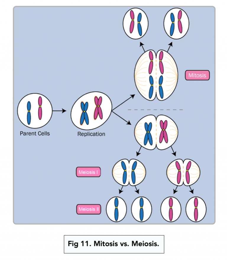 How Meiosis Produces Variation (A-level Biology) - Study Mind