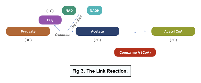 ᐉ Link Reaction (A-Level Biology): Diagrams, Equation & Steps