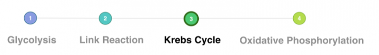 The Krebs Cycle (A-level Biology) - Study Mind