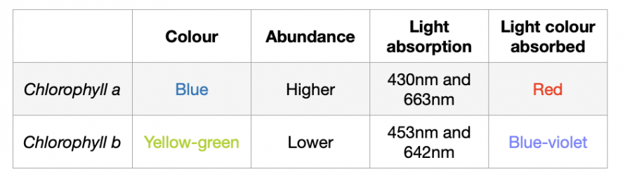 Photosystems and Photosynthetic Pigments (A-level Biology) - Study Mind