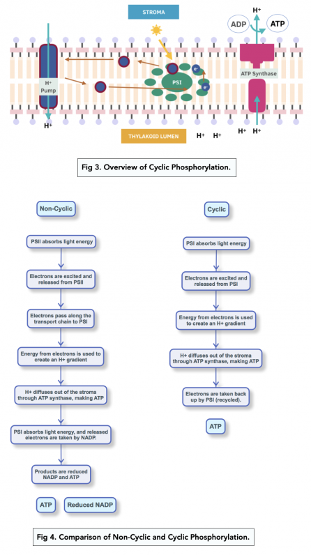 Cyclic and Non-Cyclic Phosphorylation (A-level Biology) - Study Mind