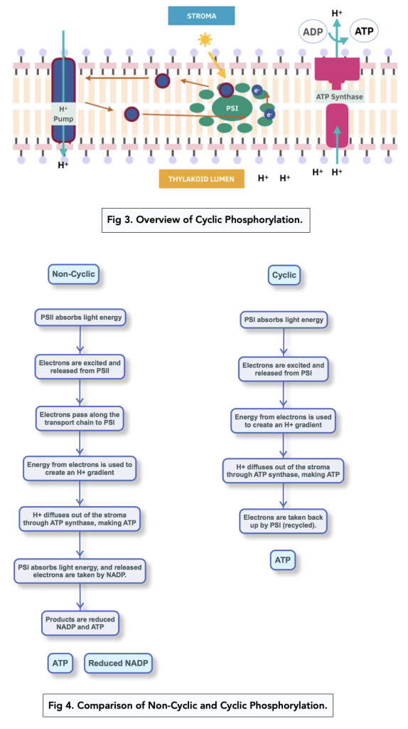 Cyclic and Non-Cyclic Phosphorylation (A-level Biology) - Study Mind